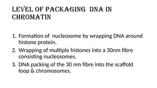 Morphology of Eukaryotic Chromosome Genetics.pptx