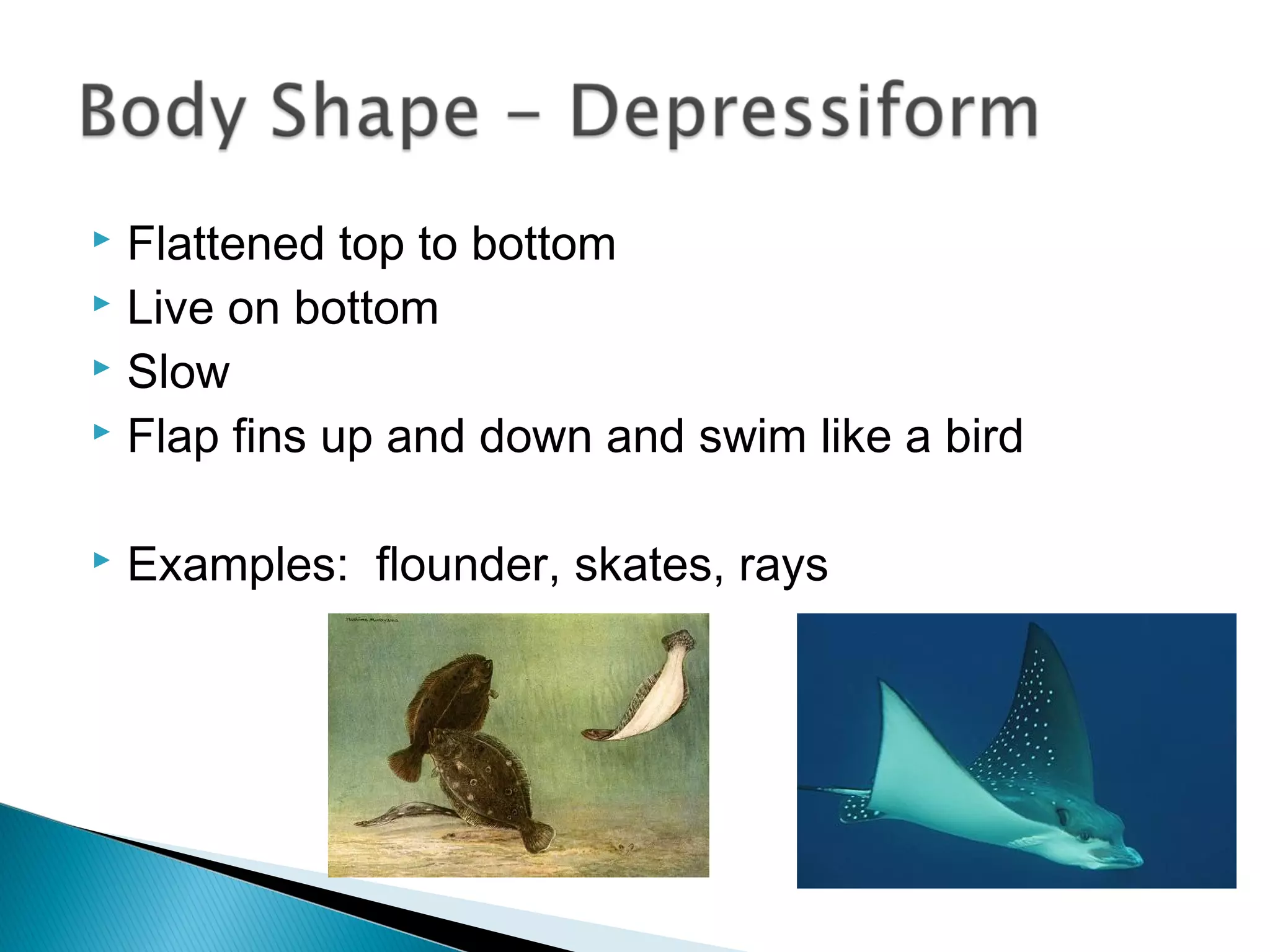 Morphology of fish | PPT