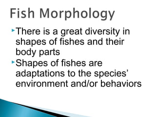 Morphology of fish | PPT