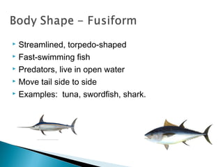 Morphology of fish | PPT