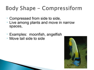 Morphology of fish | PPT