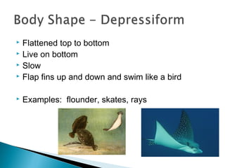 Morphology of fish | PPT