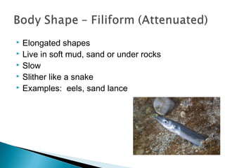 Morphology of fish | PPT