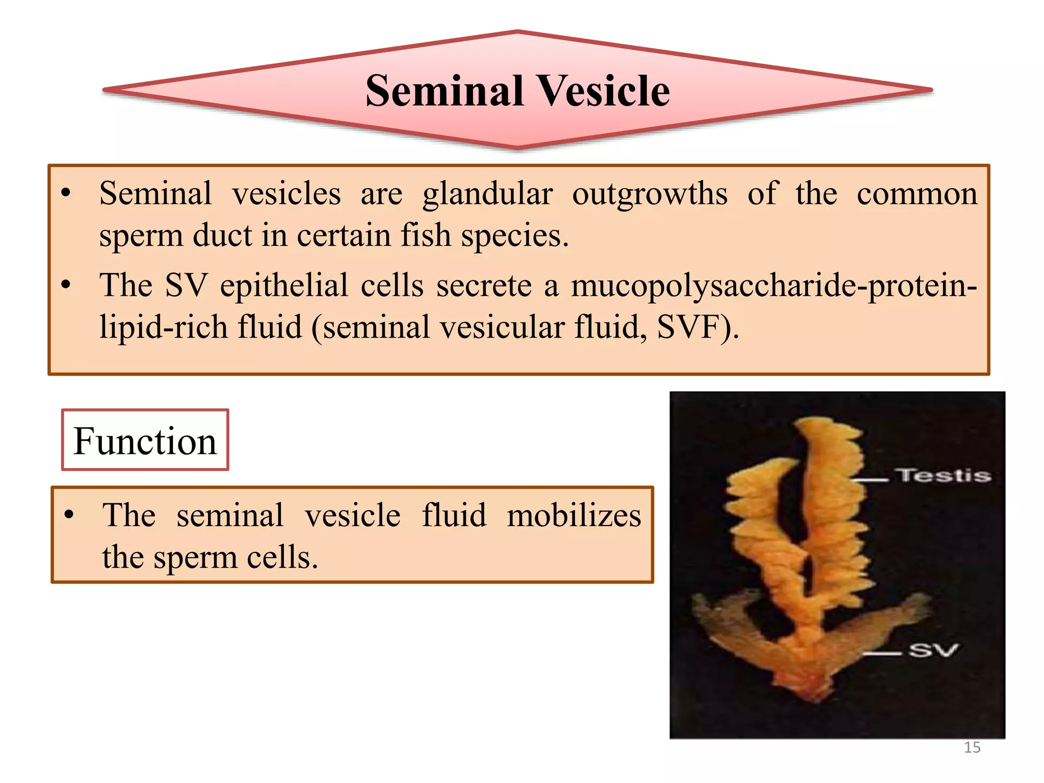 Morphology of Fish Testes | PPTX