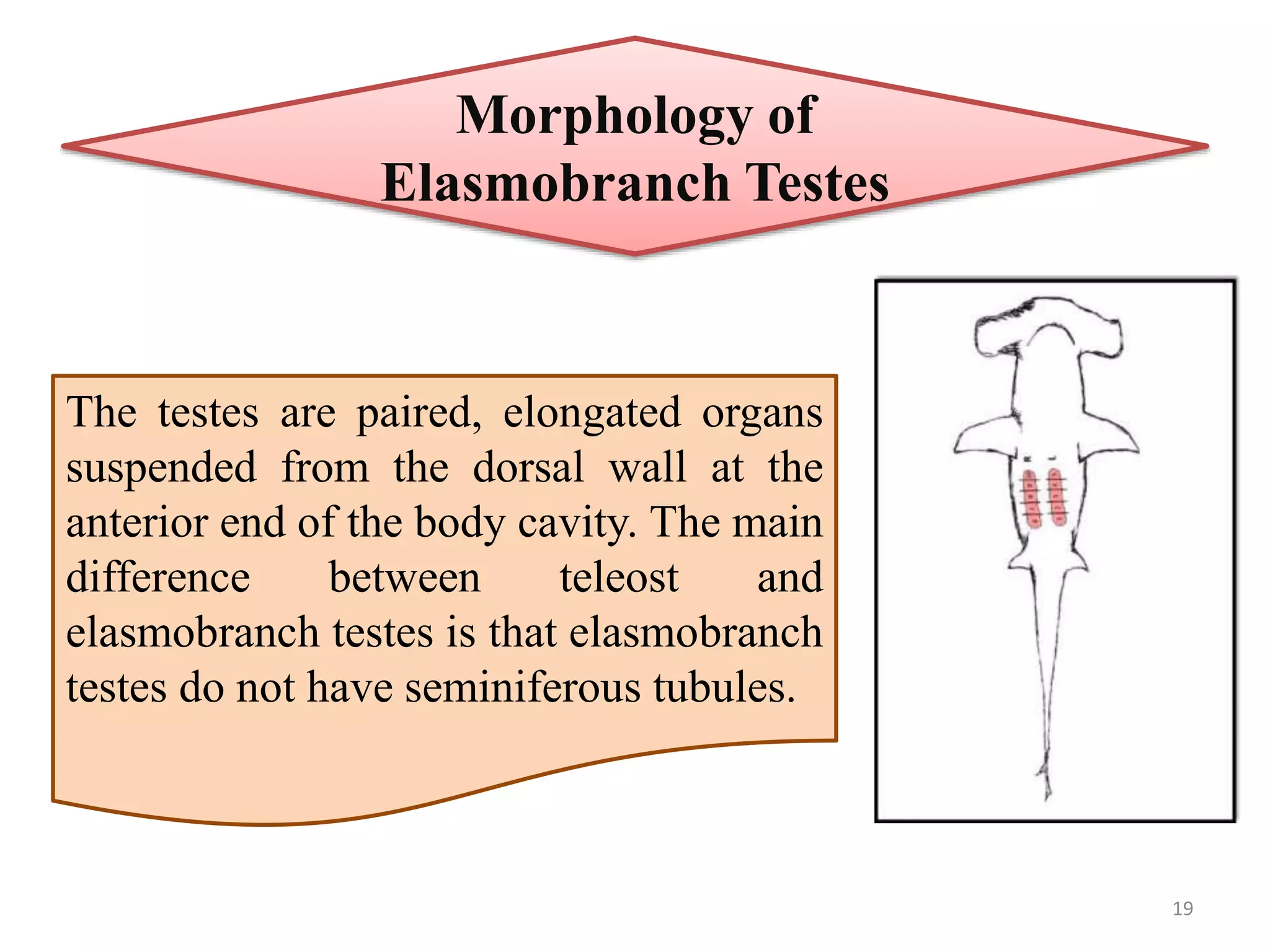 Morphology of Fish Testes | PPTX