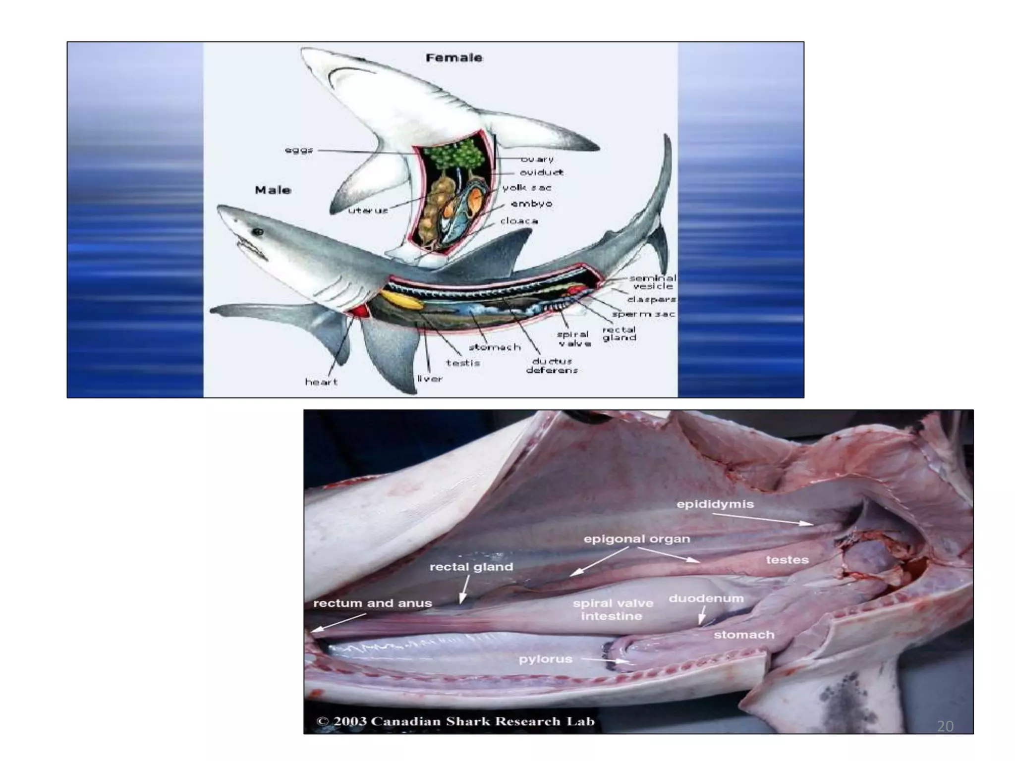 Morphology of Fish Testes | PPTX