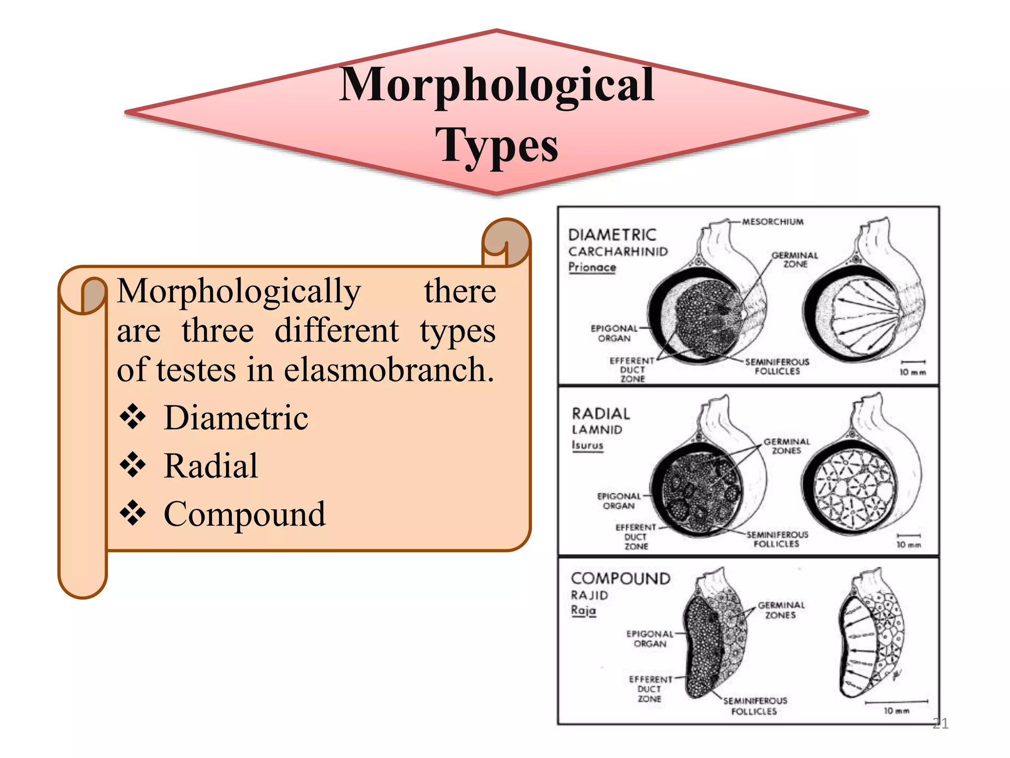 Morphology of Fish Testes | PPTX