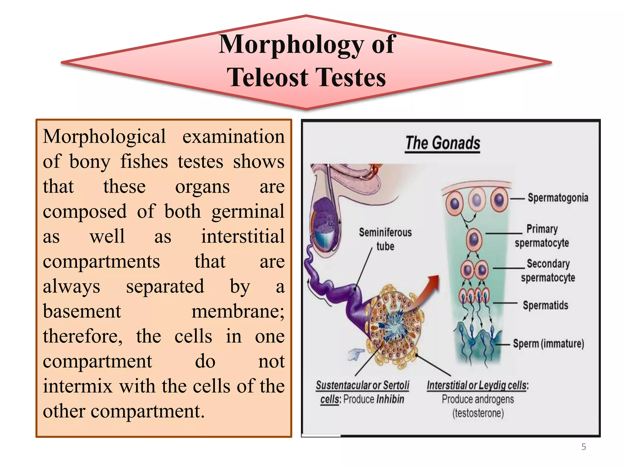 Morphology of Fish Testes | PPTX