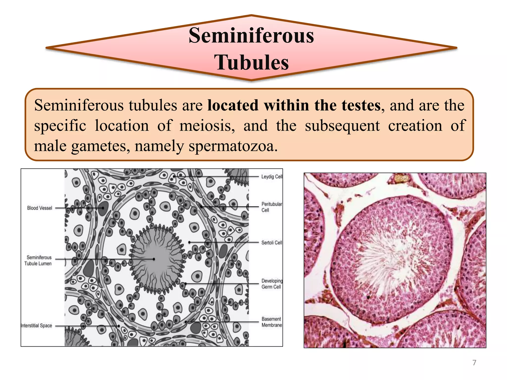 Morphology of Fish Testes | PPTX