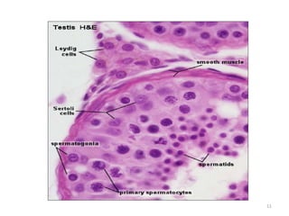 Morphology of Fish Testes | PPTX