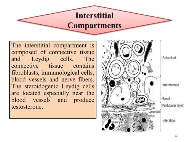 Morphology of Fish Testes | PPTX