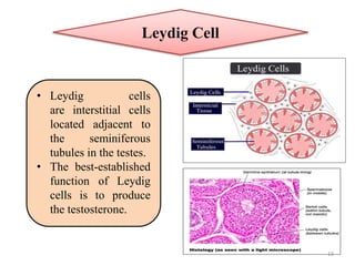 Morphology of Fish Testes | PPTX