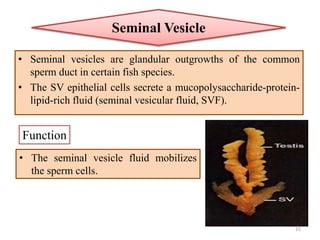 Morphology of Fish Testes | PPTX