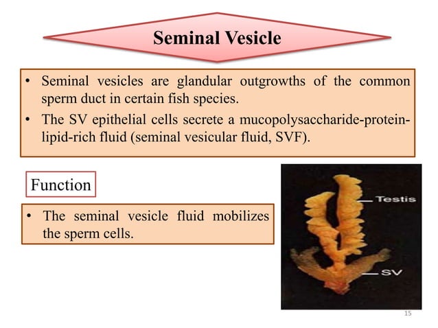 Morphology of Fish Testes | PPTX