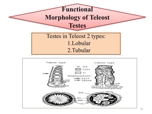 Morphology of Fish Testes | PPTX
