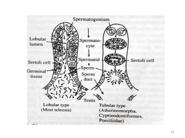 Morphology of Fish Testes | PPTX