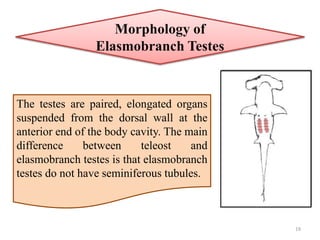 Morphology of Fish Testes | PPTX