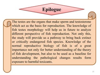 Morphology of Fish Testes | PPTX