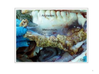Morphology of Fish Testes | PPTX