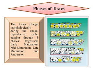 Morphology of Fish Testes | PPTX