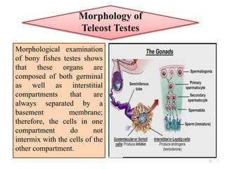 Morphology of Fish Testes | PPTX