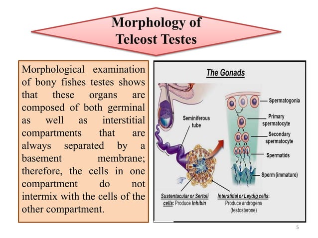 Morphology of Fish Testes | PPTX