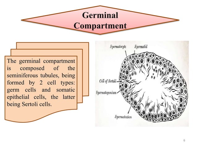 Morphology of Fish Testes | PPTX
