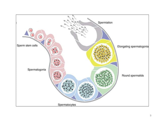 Morphology of Fish Testes | PPTX