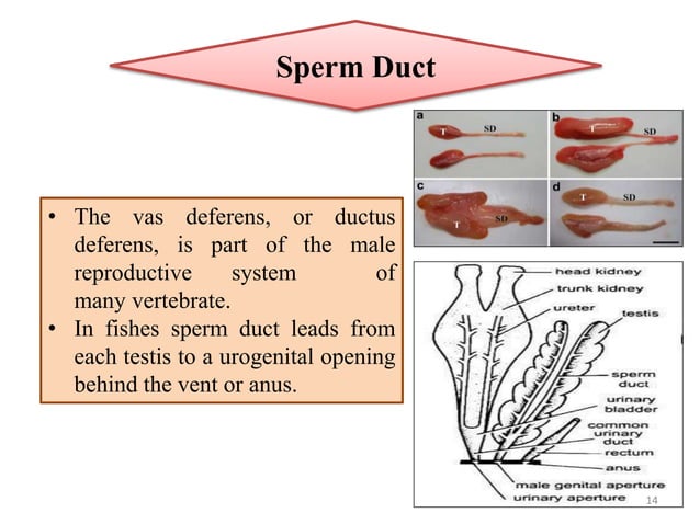 Morphology of Fish Testes