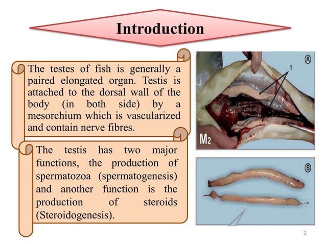Morphology of Fish Testes