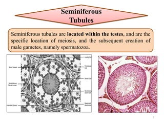 Testis Slide Seminiferous Tubules