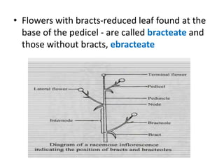 Morphology of flower | PPTX