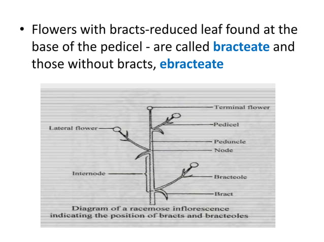 Morphology of flower | PPTX | Reproductive Health | Diseases and Conditions
