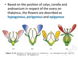 Morphology of flower | PPTX