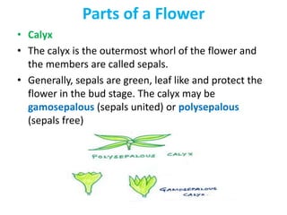 Morphology of flower | PPTX