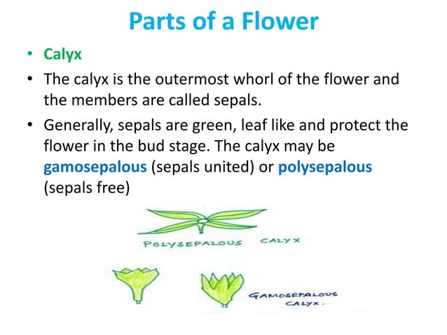Morphology of flower | PPTX | Reproductive Health | Diseases and Conditions