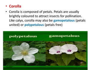 Morphology of flower | PPTX