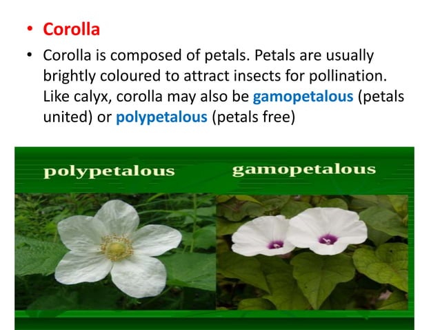 Morphology of flower | PPTX | Reproductive Health | Diseases and Conditions