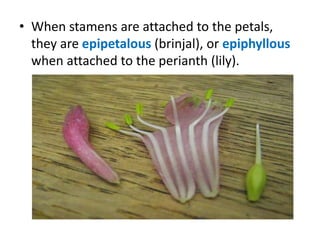Morphology of flower | PPTX
