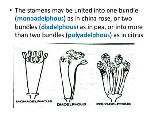 Morphology of flower | PPTX
