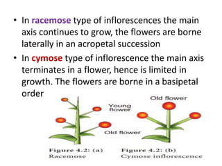 Morphology of flower | PPTX