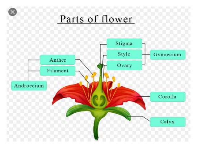Morphology of flower | PPTX | Reproductive Health | Diseases and Conditions