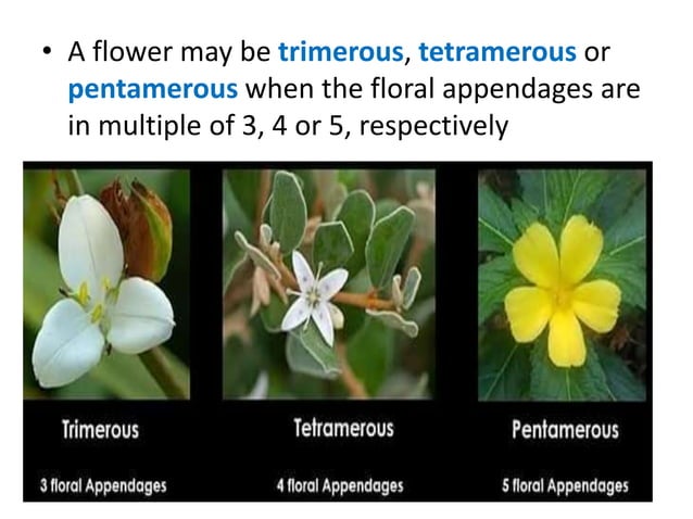 Morphology of flower | PPTX | Reproductive Health | Diseases and Conditions
