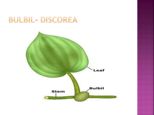Morphology of flowering plants | PPTX | Biological Sciences | Science