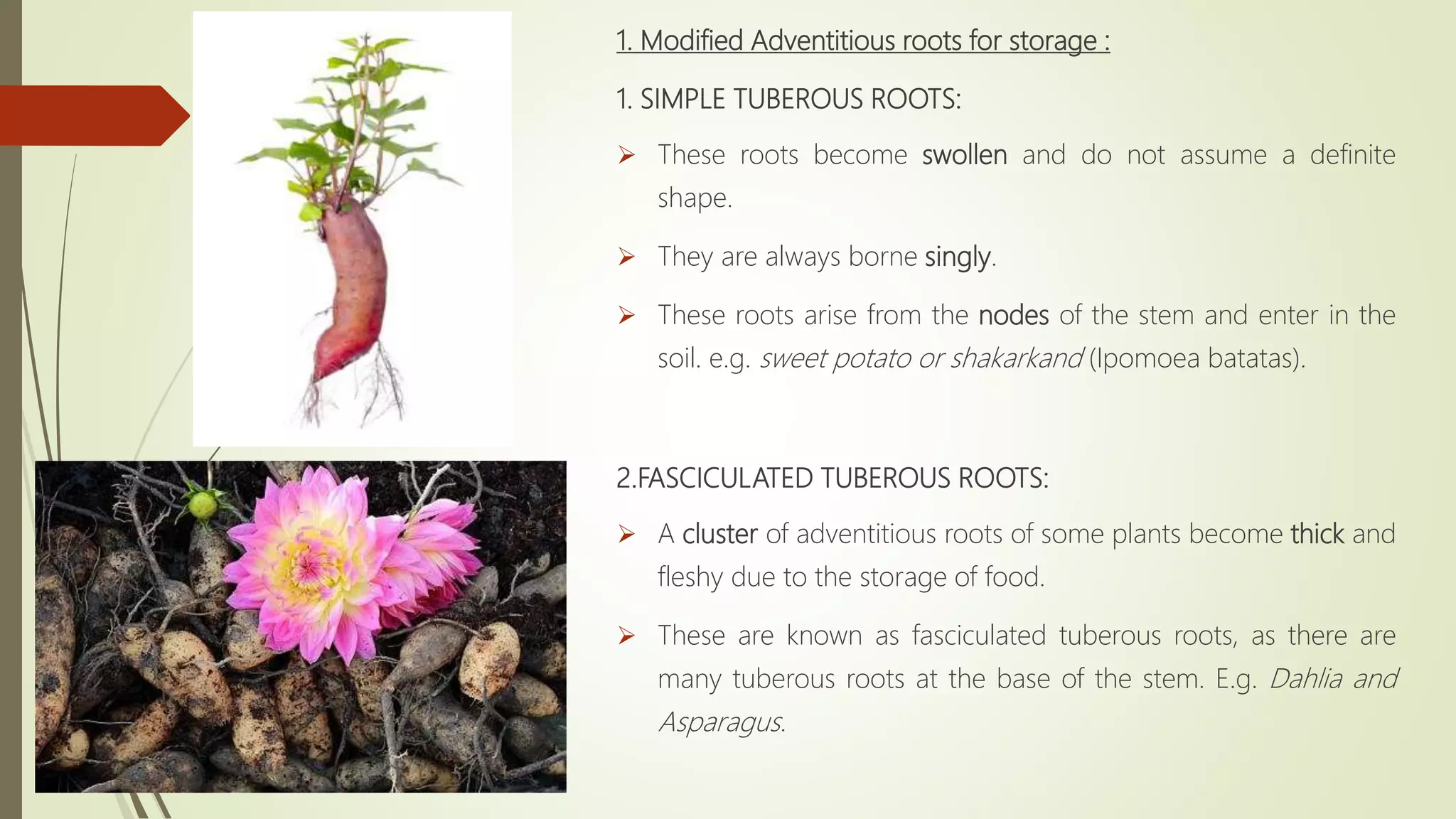 morphologyoffloweringplants-190907084525.pdf