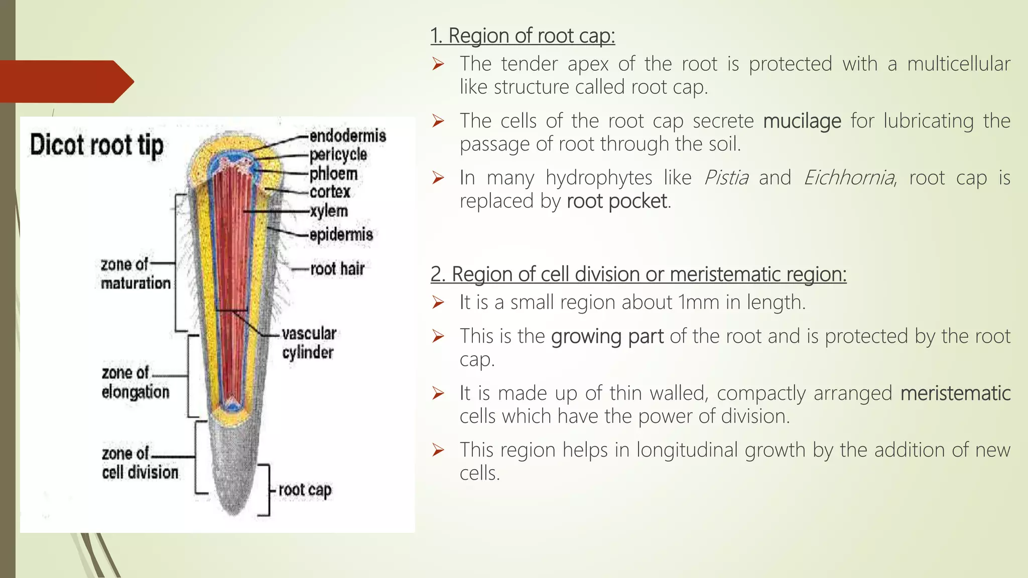 morphologyoffloweringplants-190907084525.pdf