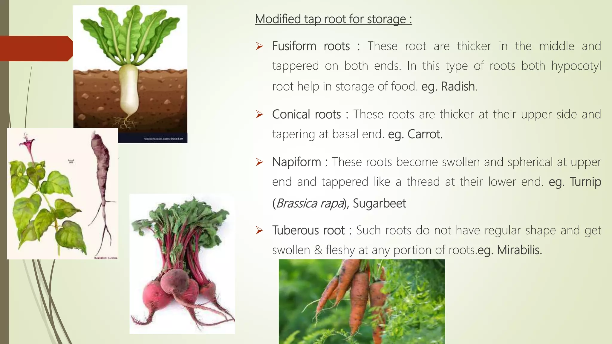 Morphology of flowering plants | PPTX