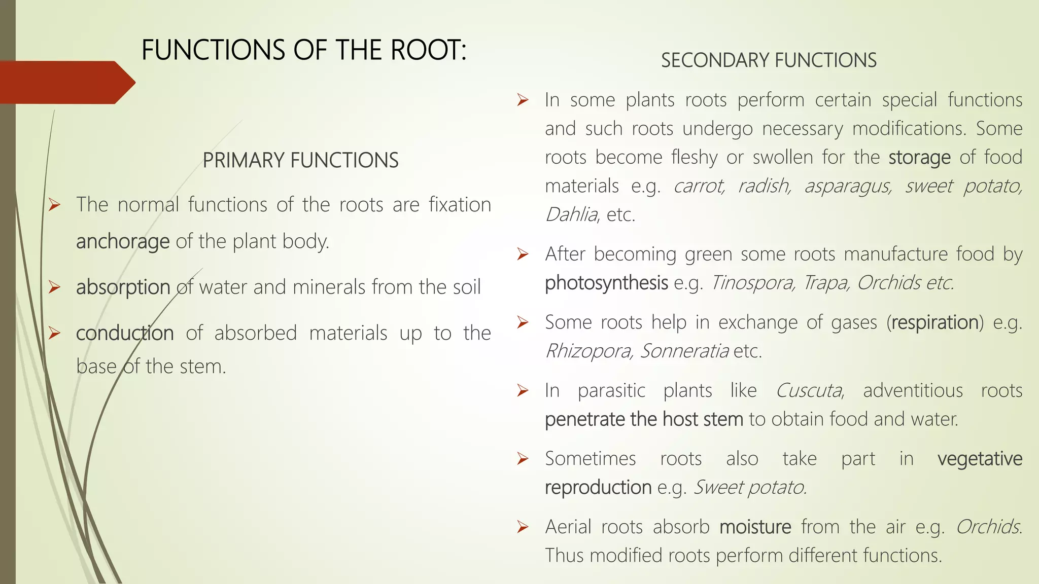 Morphology of flowering plants | PPTX