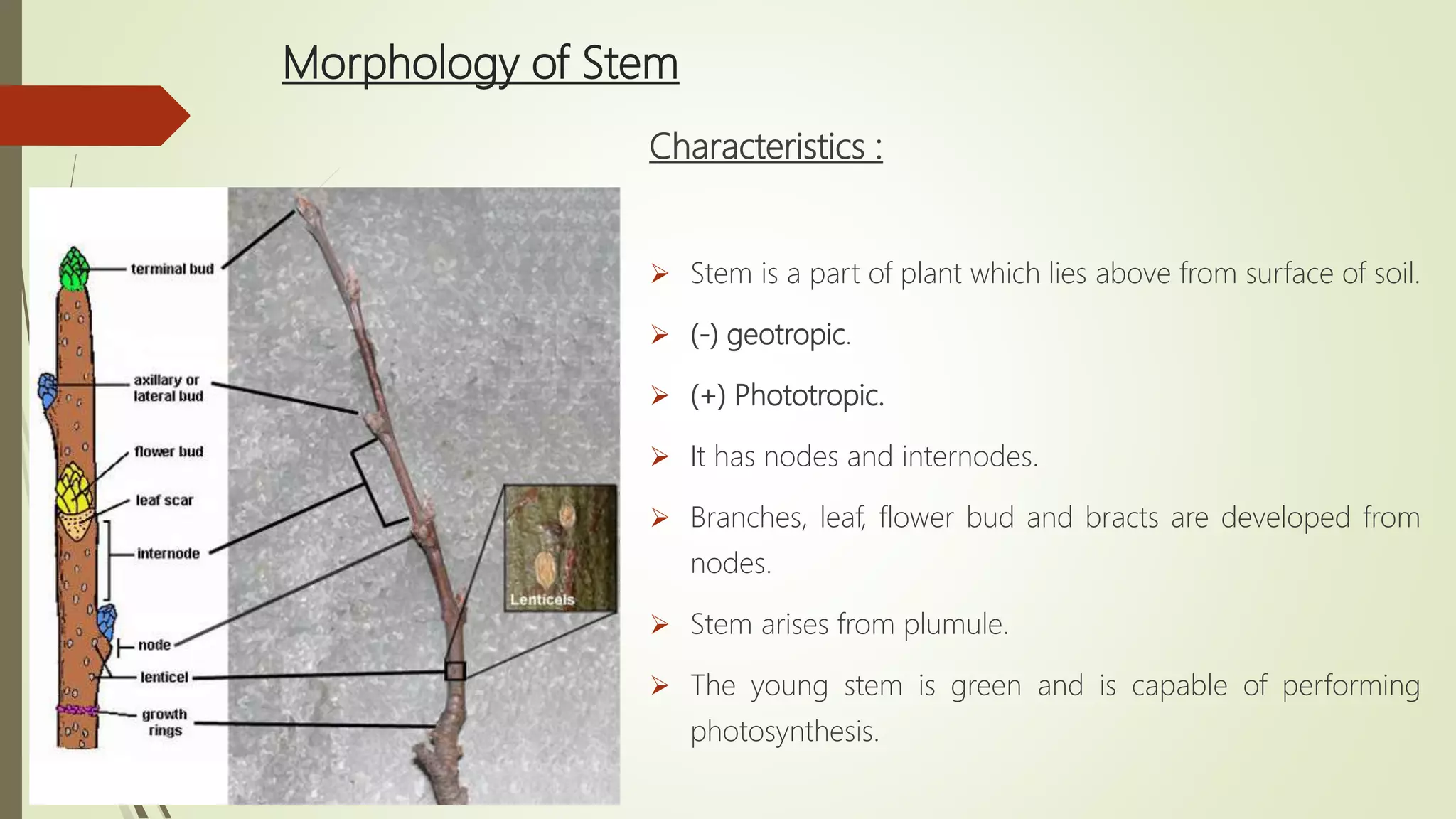 Morphology of flowering plants | PPTX