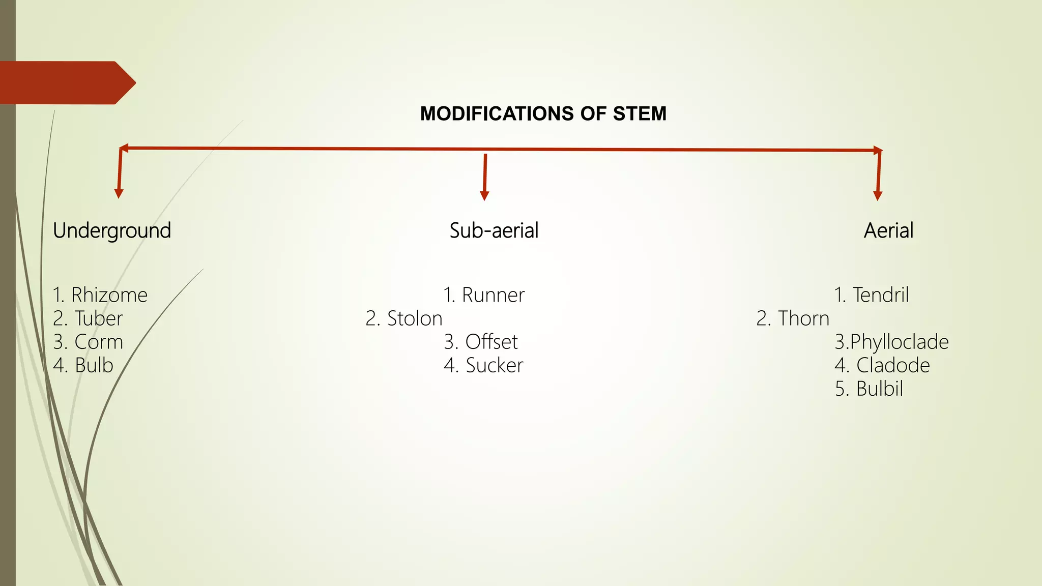 Morphology of flowering plants | PPTX